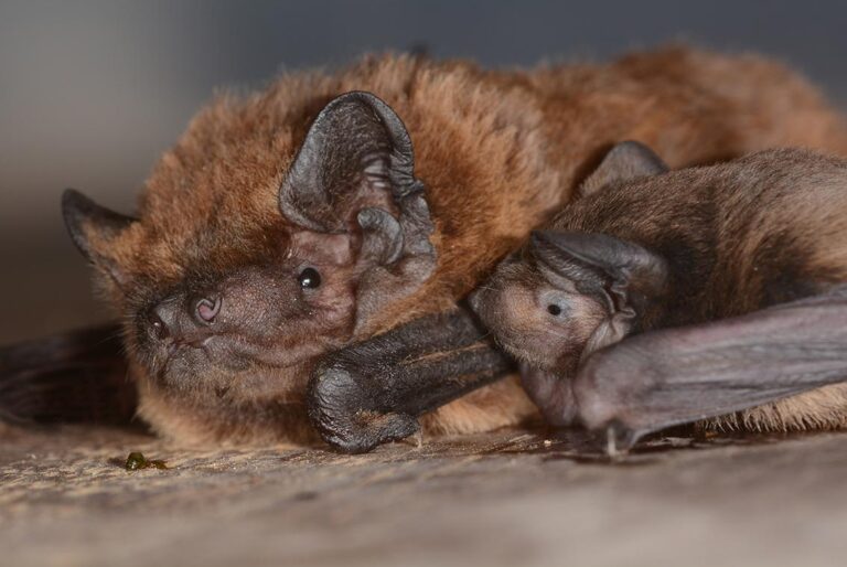 Noctule de Leisler - Plan National d'Actions en faveur des Chiroptères