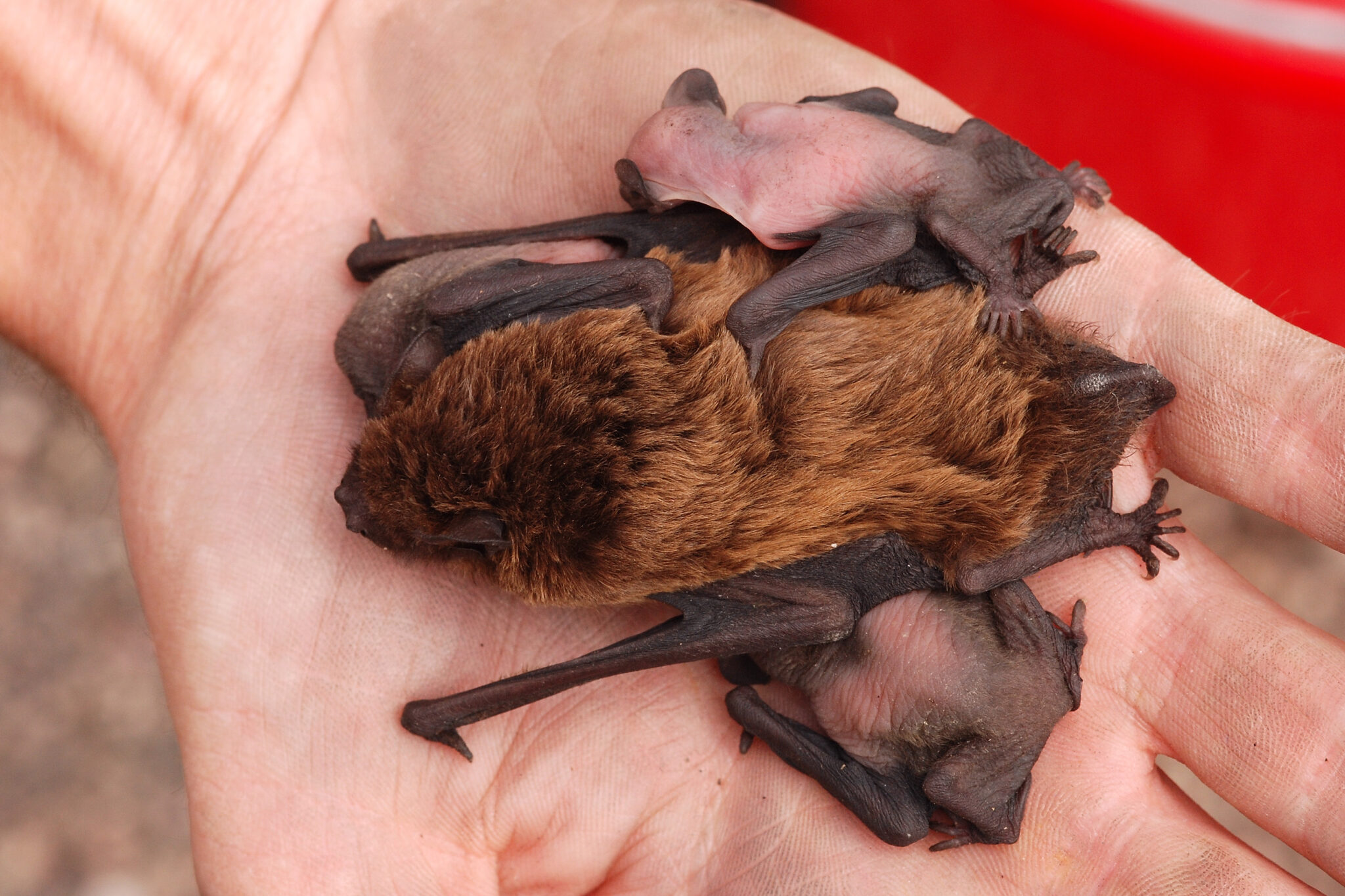 Noctule de Leisler - Plan National d'Actions en faveur des Chiroptères