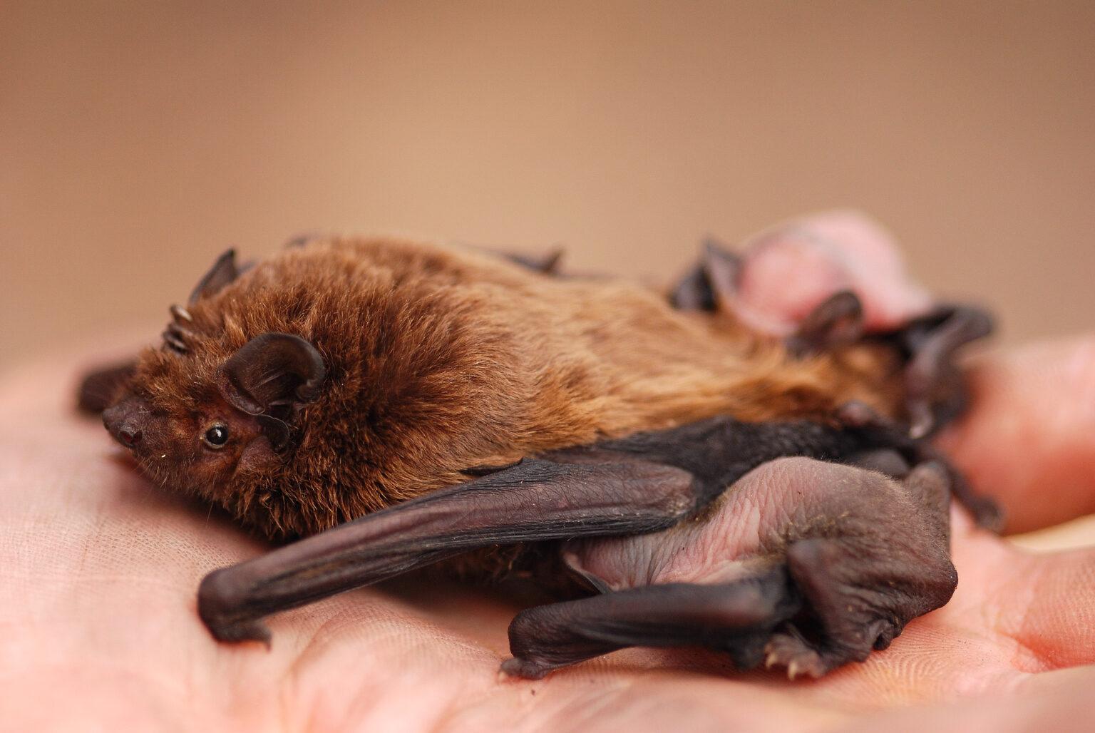 Noctule de Leisler - Plan National d'Actions en faveur des Chiroptères