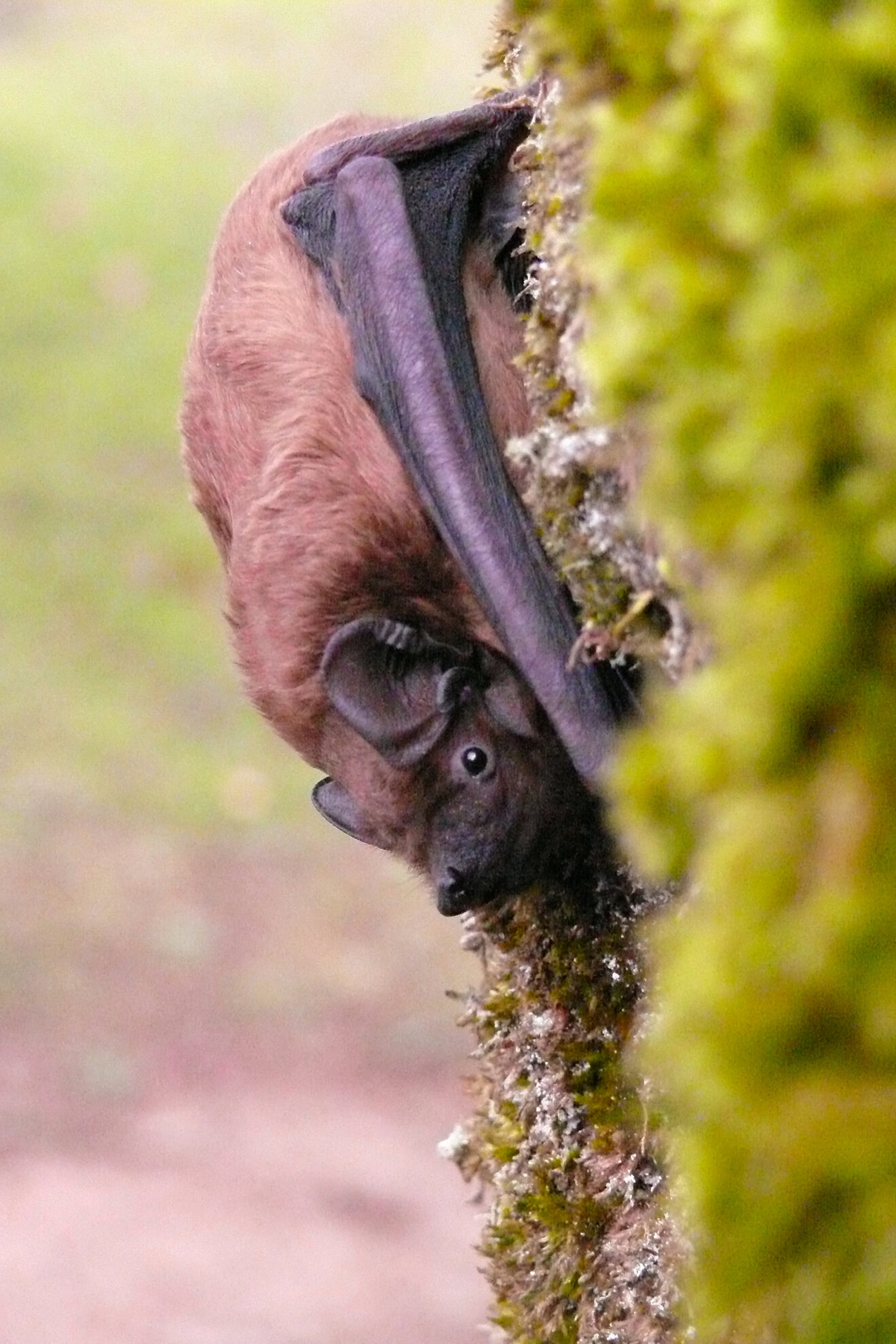Noctule commune - Plan National d'Actions en faveur des Chiroptères