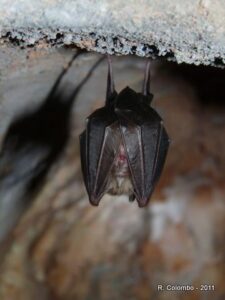 Petit rhinolophe - Plan National d'Actions en faveur des Chiroptères