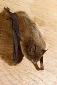 Pipistrelle de Nathusius - Plan National d'Actions en faveur des ...