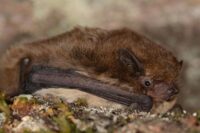 Pipistrelle de Nathusius - Plan National d'Actions en faveur des ...